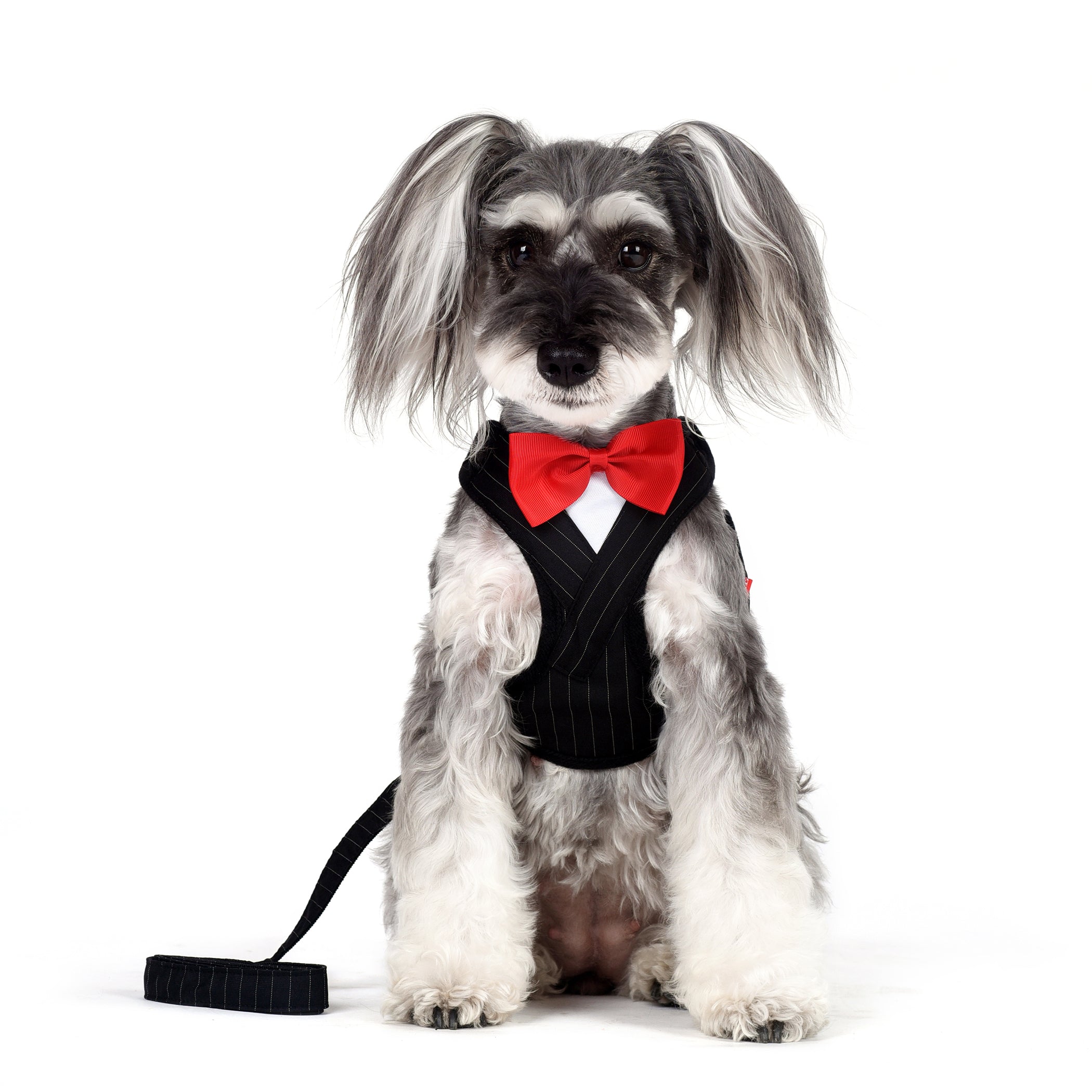 Oliver Step-in Harness and Leash Set – Alfie Pet