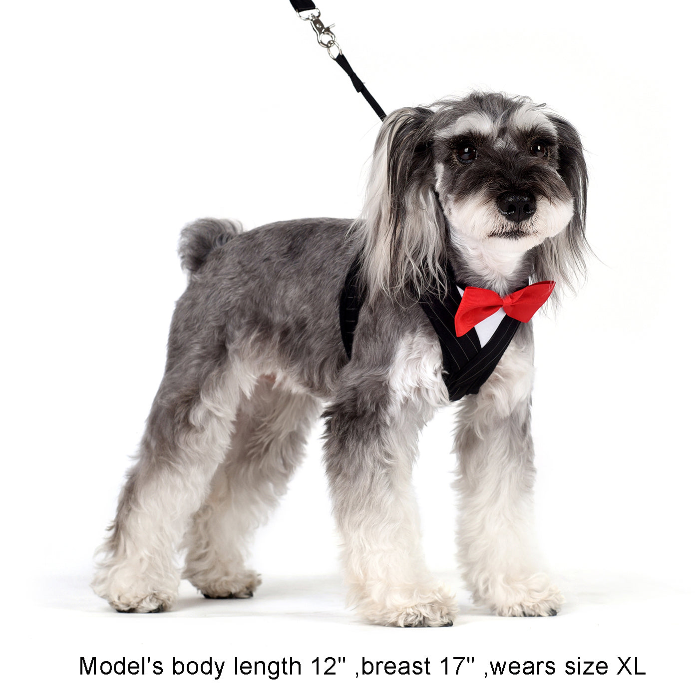 Oliver Step-in Harness and Leash Set – Alfie Pet