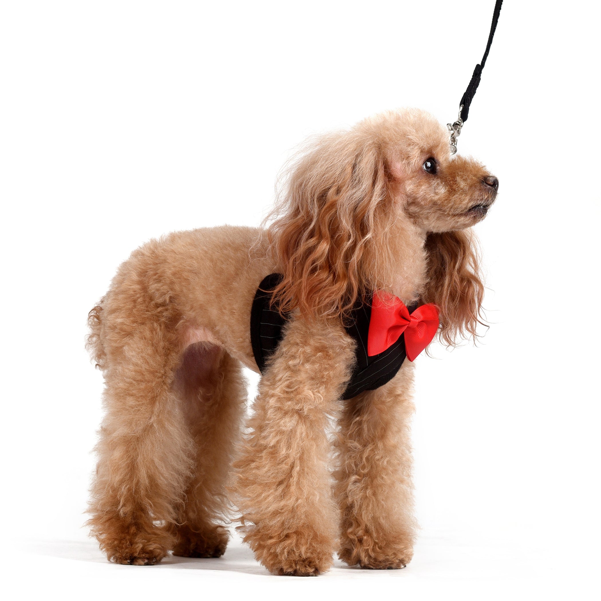 Oliver Step-in Harness and Leash Set – Alfie Pet